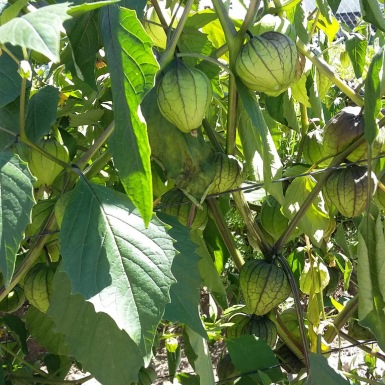 Tomatillo Morado Supremo – tuAgricola