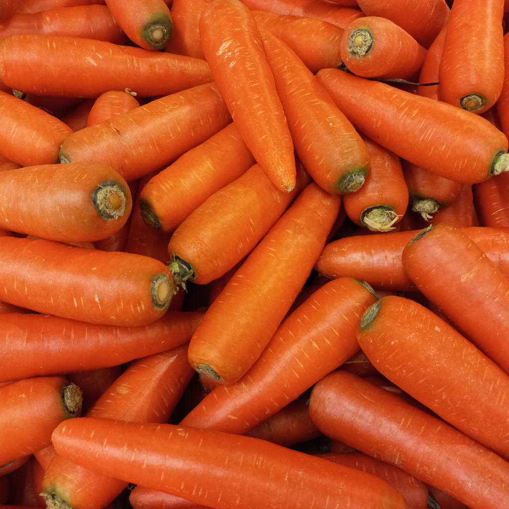 Zanahoria Nantes Mexican Strain – tuAgricola